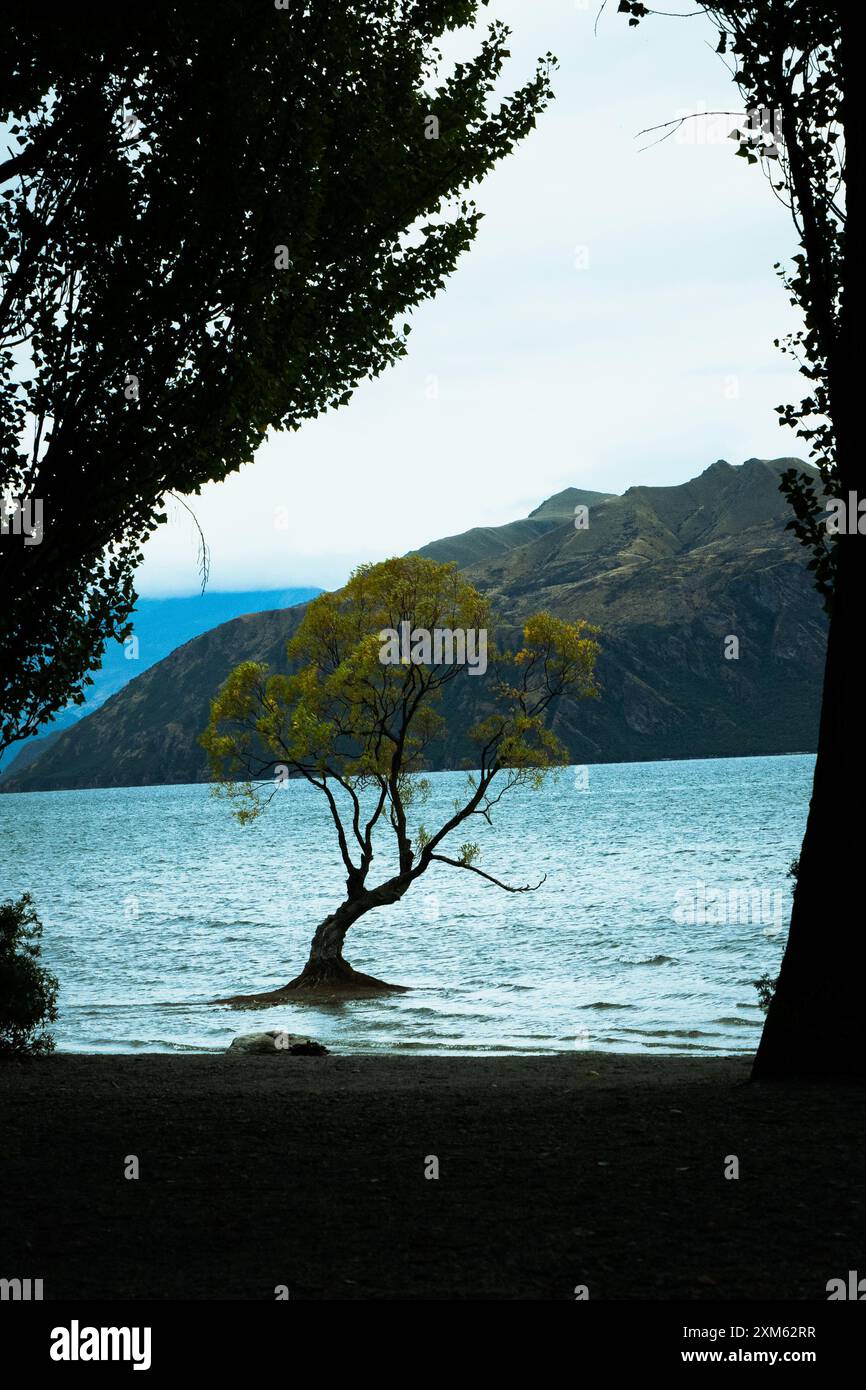 The Iconic Lone Tree of New Zealand Stock Photo - Alamy
