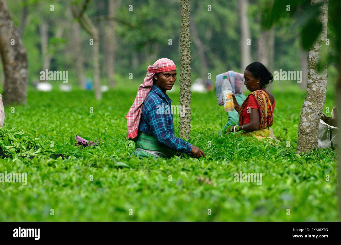 Labours are plucking tea in a tea garden in North Bengal Stock Photo ...