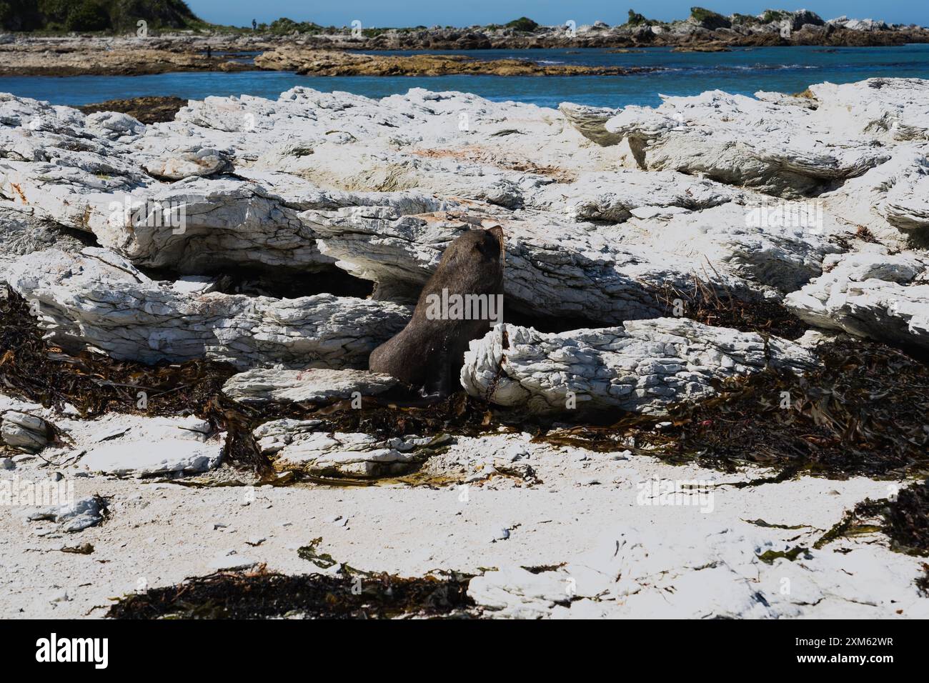 Seal is taking a sunbath Stock Photo - Alamy