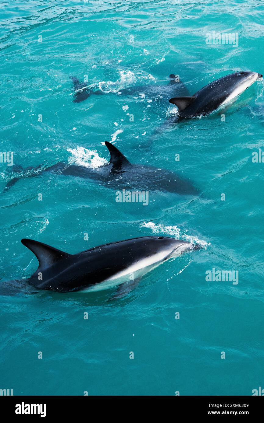 Biodiversity new zealand hi-res stock photography and images - Alamy