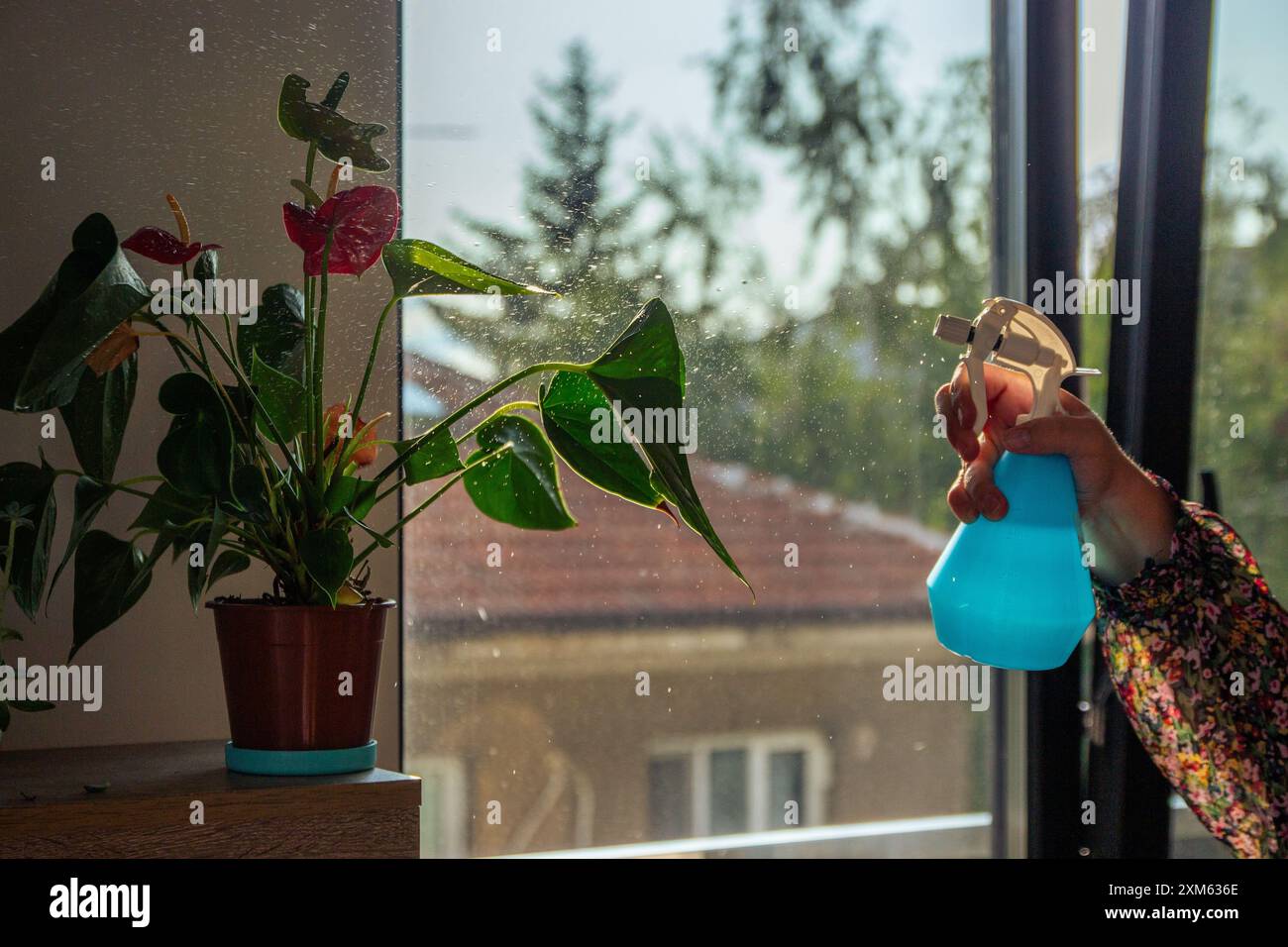 Blue plastic garden sprayer with water for plants and flowers Stock ...