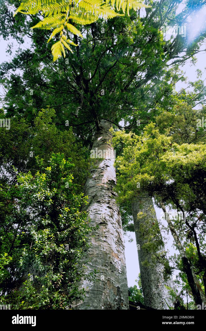 New zealand giant kauri tree giant kauri hi-res stock photography and ...