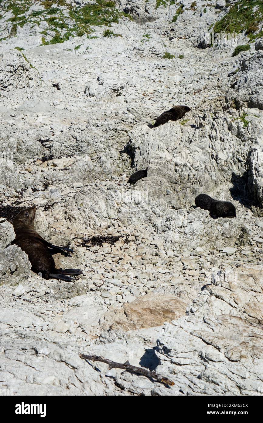 Seal is taking a sunbath Stock Photo - Alamy