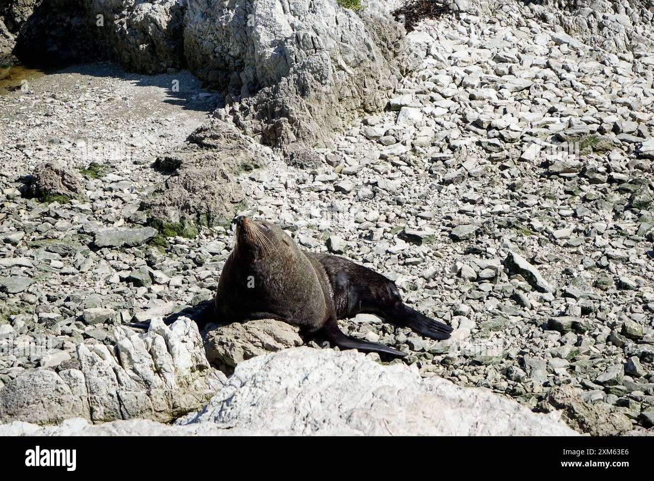 Seal is taking a sunbath Stock Photo - Alamy