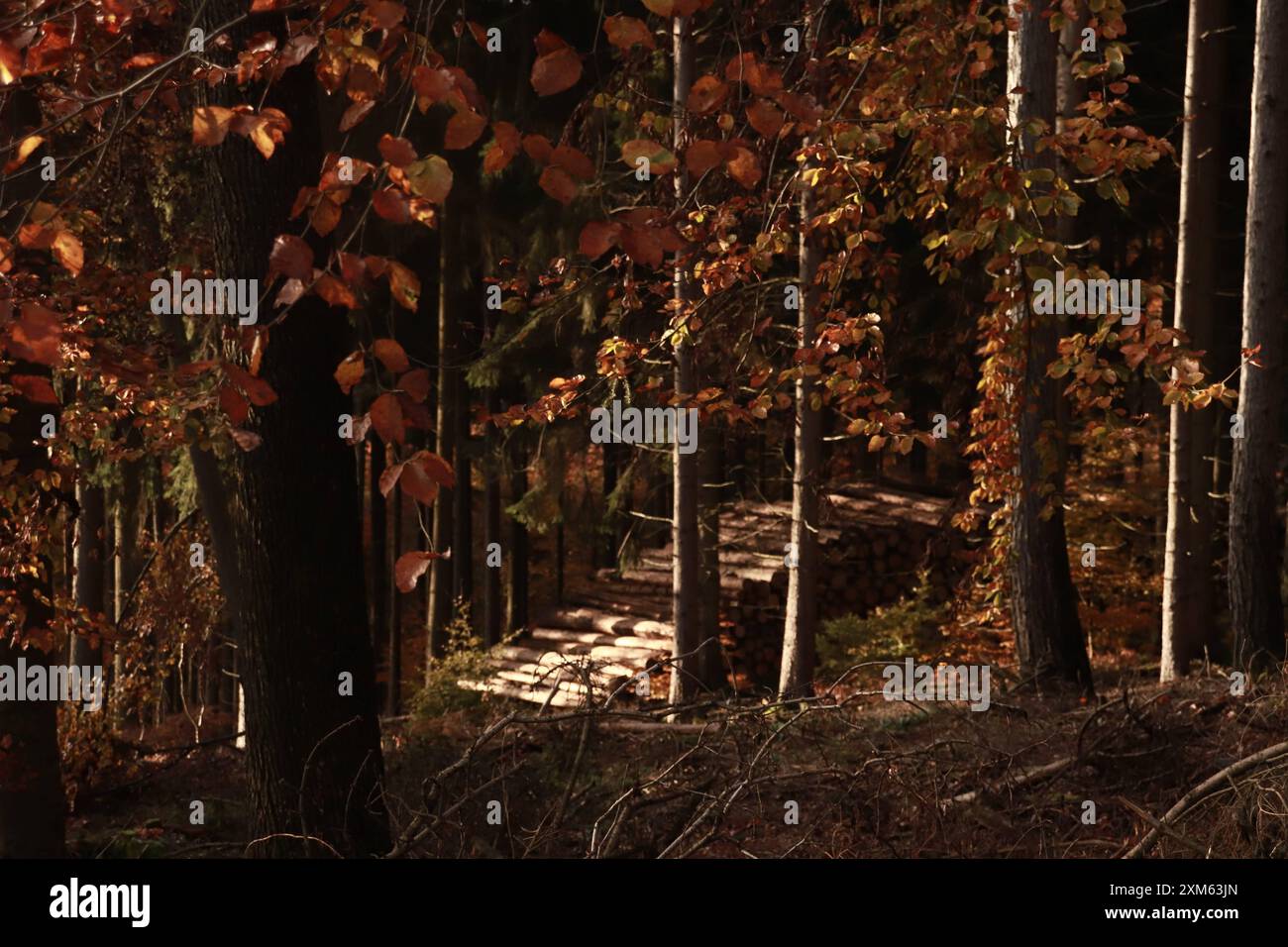 Bäume im Herbst im Wald Stock Photo - Alamy