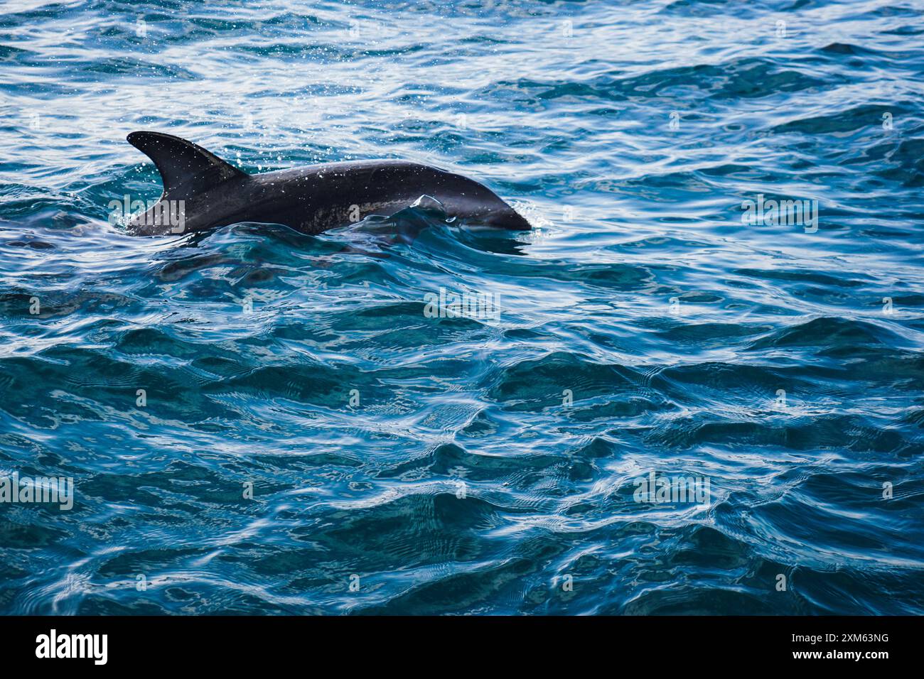 Dusky dolphin pod swimming hi-res stock photography and images - Alamy