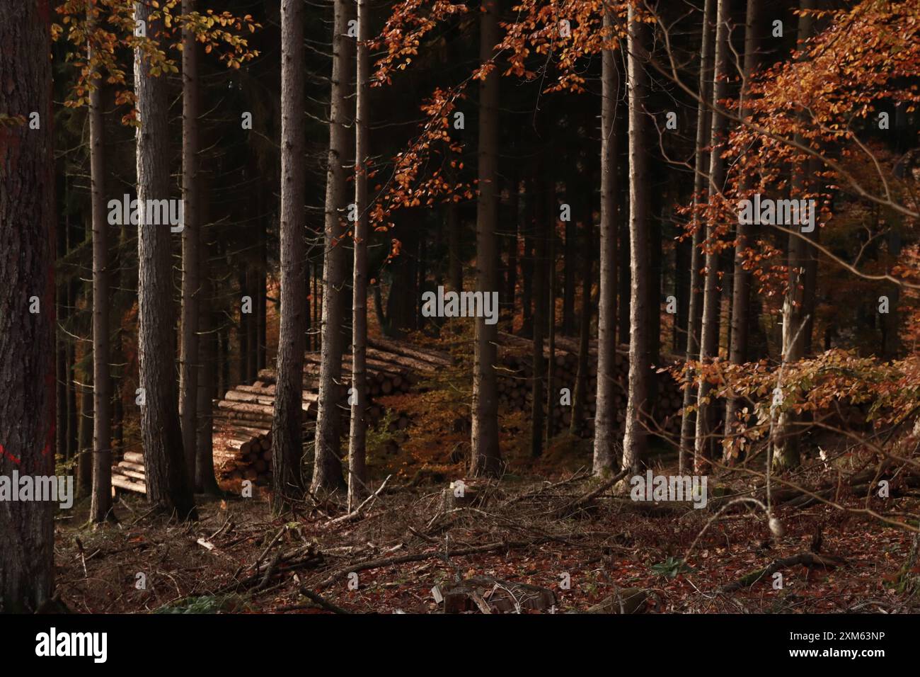 Bäume im Herbst im Wald Stock Photo - Alamy
