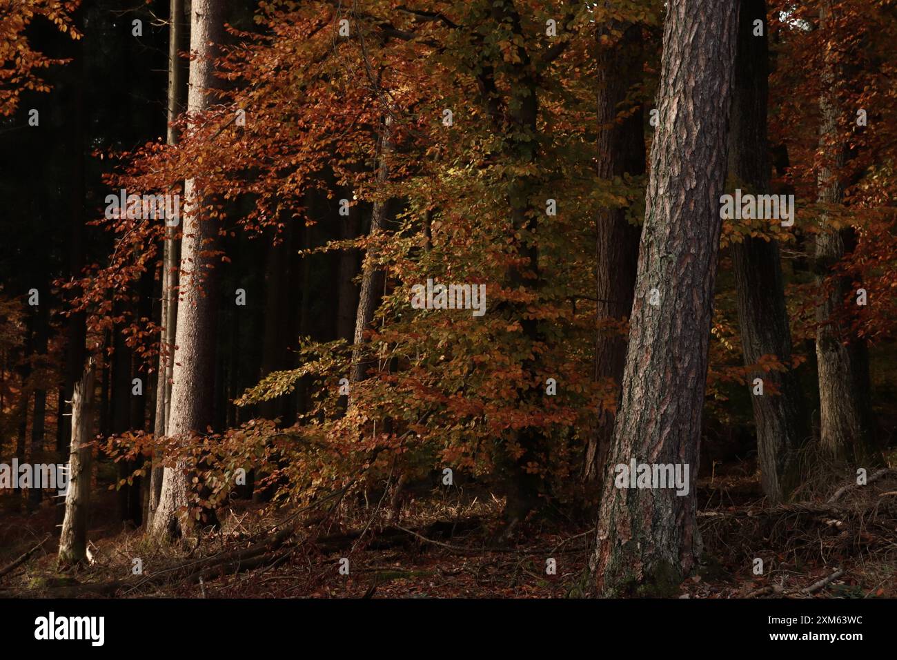 Bäume im Herbst im Wald Stock Photo - Alamy