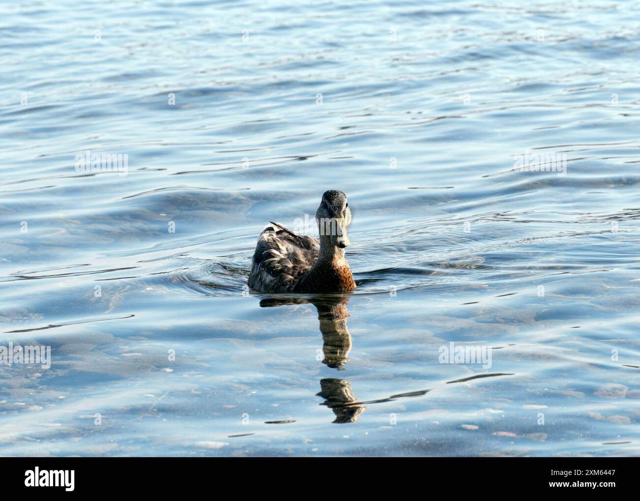 Front view cute female hi-res stock photography and images - Alamy