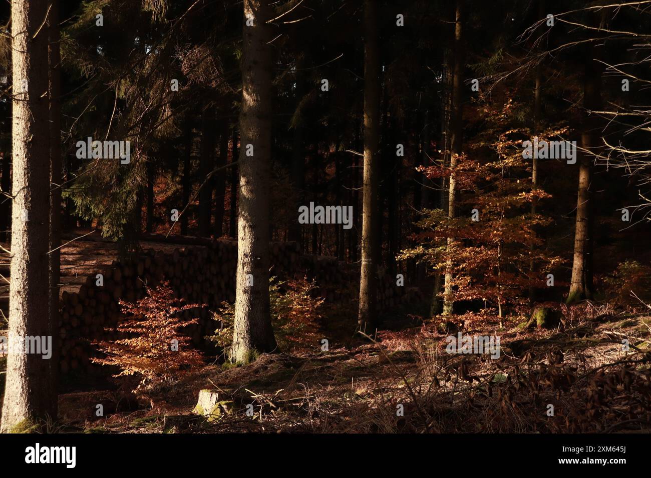 Bäume im Herbst im Wald Stock Photo - Alamy