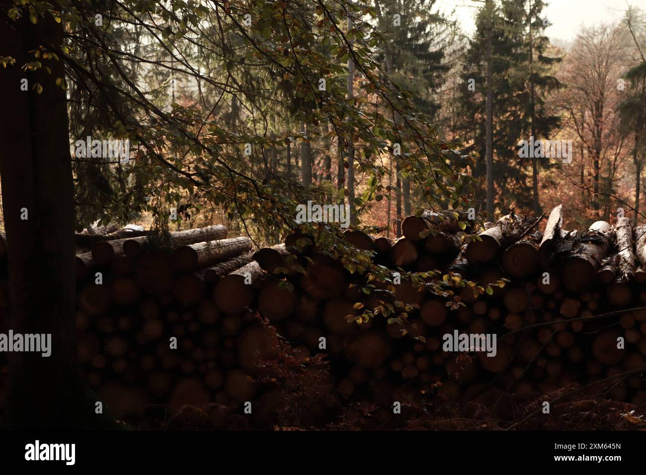 Bäume im Herbst im Wald Stock Photo - Alamy