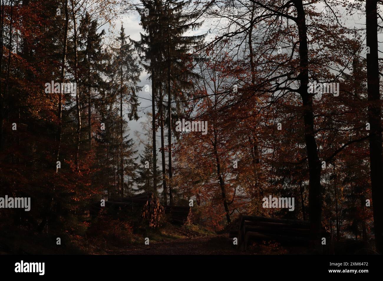 Bäume im Herbst im Wald Stock Photo - Alamy