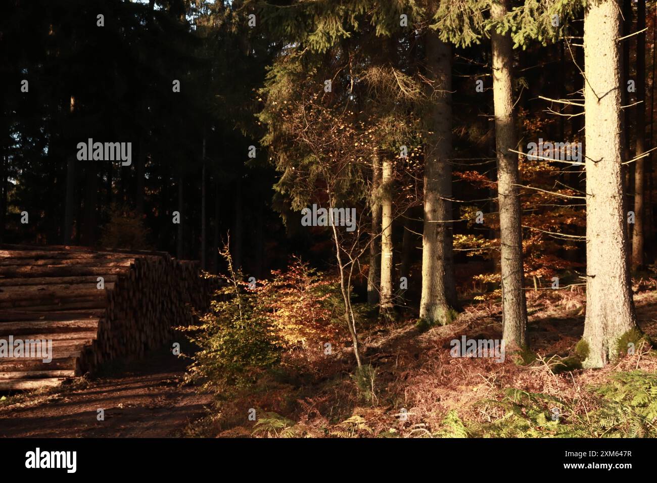Bäume im Herbst im Wald Stock Photo - Alamy