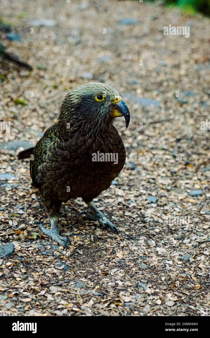 Kea bird hi-res stock photography and images - Alamy