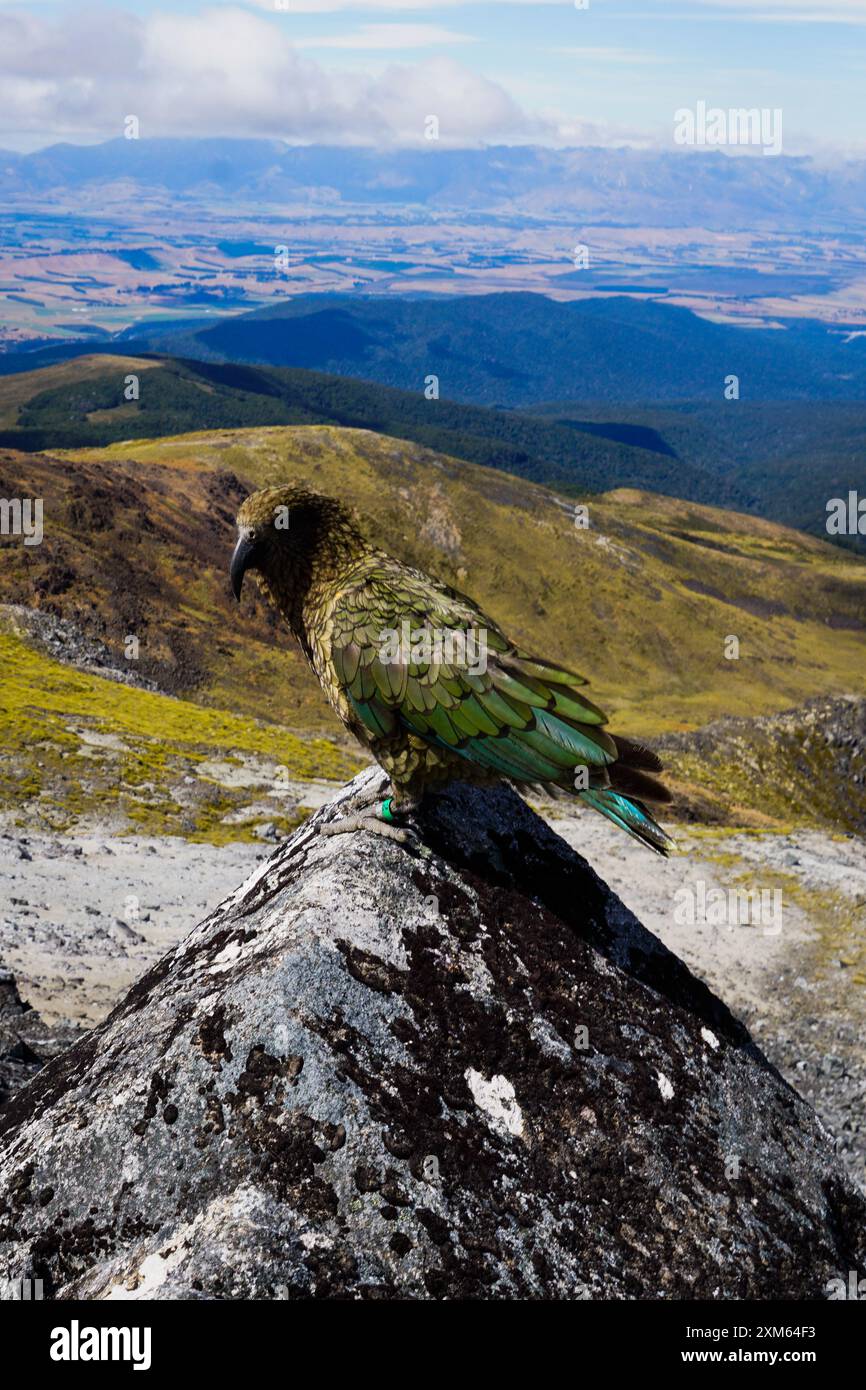 Kea bird hi-res stock photography and images - Alamy