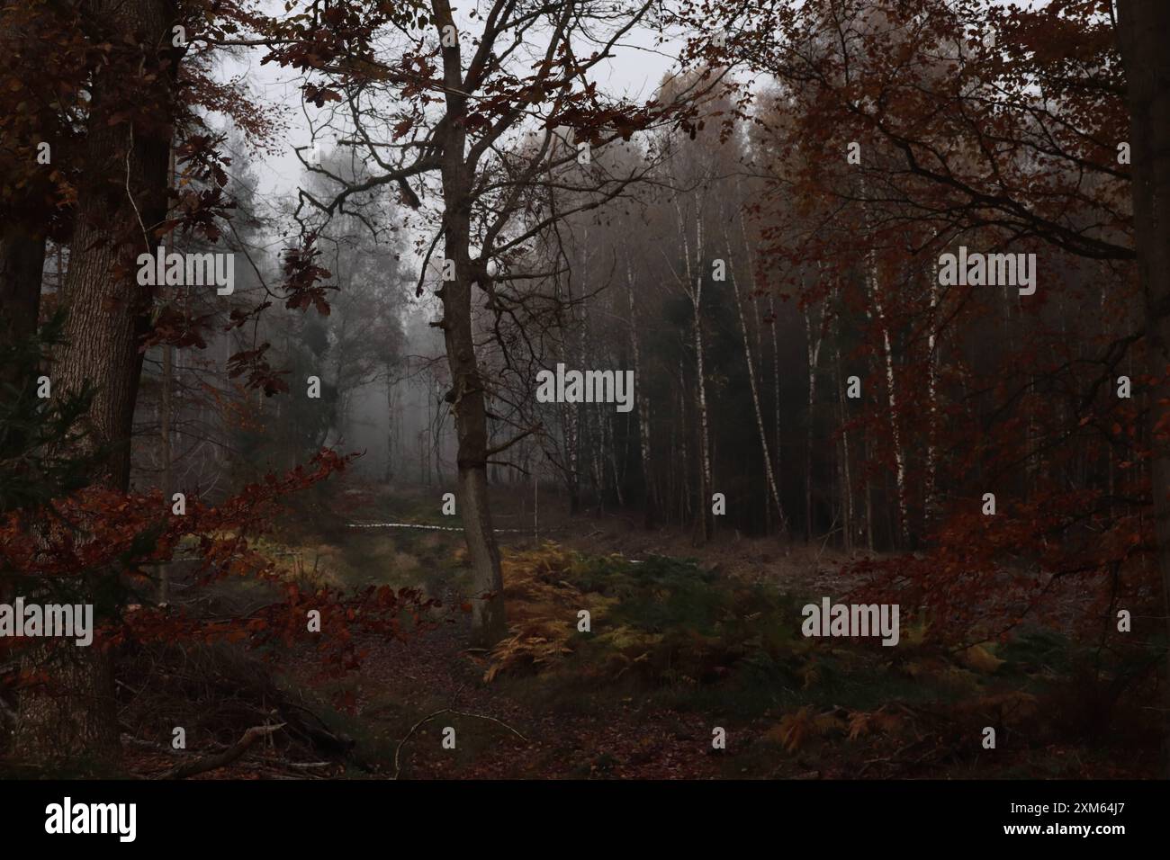 Bäume im Wald bei Nebel Stock Photo - Alamy