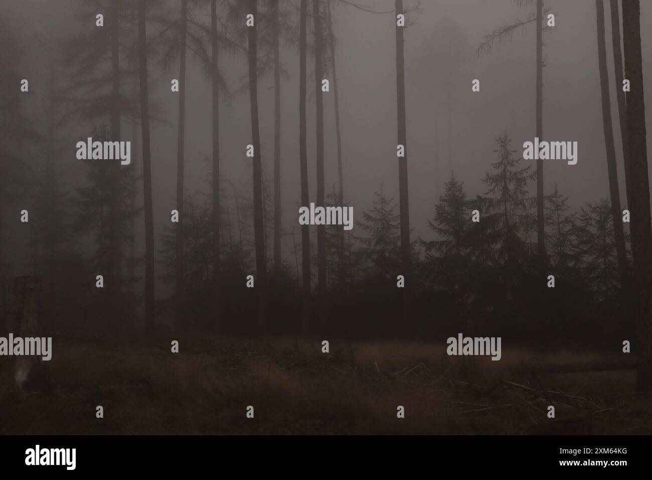 Bäume im Wald bei Nebel Stock Photo - Alamy