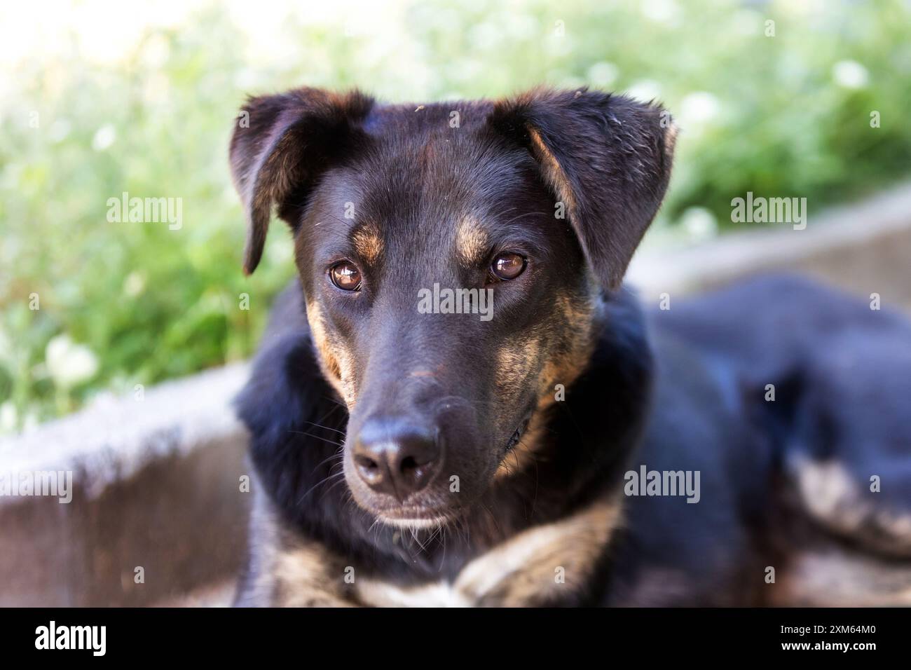 Mixed breed dog with sad eyes in the shelter, street for adoption Stock ...
