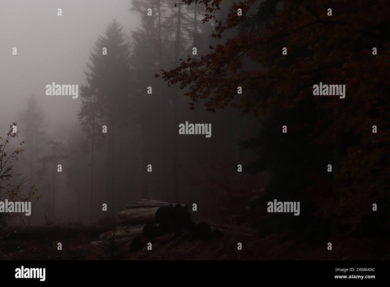 Bäume im Wald bei Nebel Stock Photo - Alamy