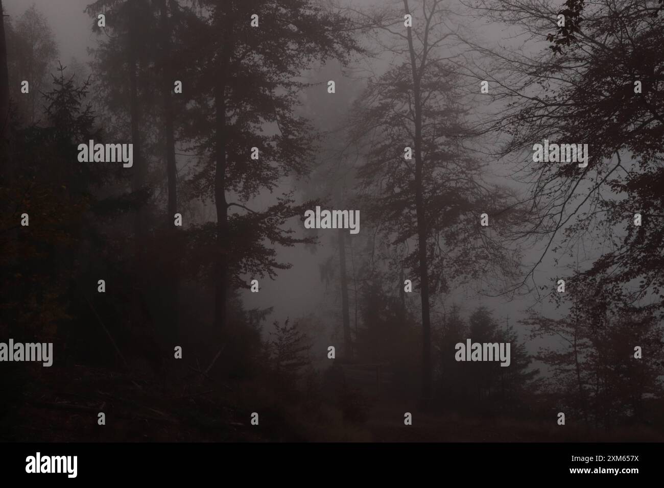 Bäume im Wald bei Nebel Stock Photo - Alamy