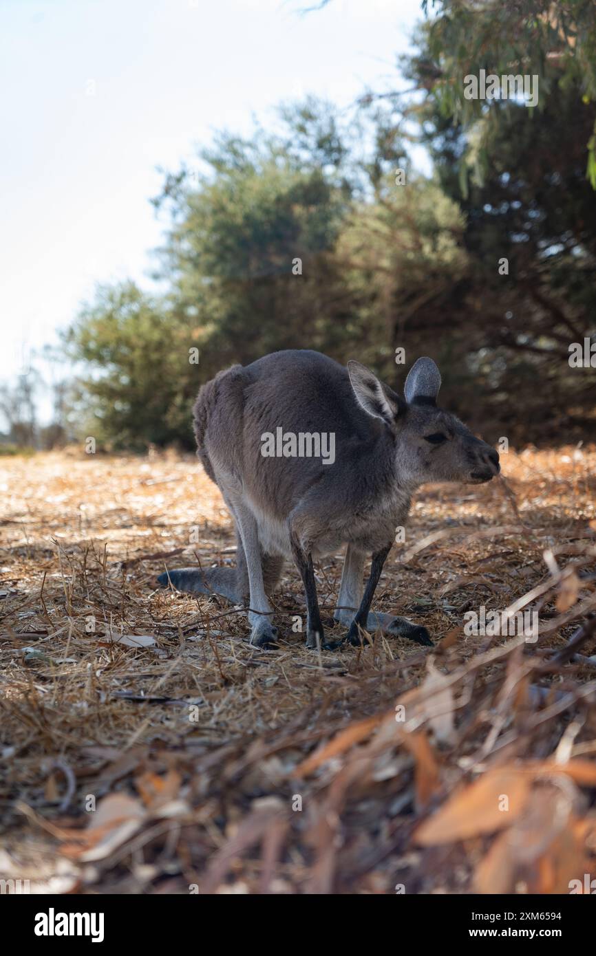 grey kangaroo inn Perth Stock Photo - Alamy