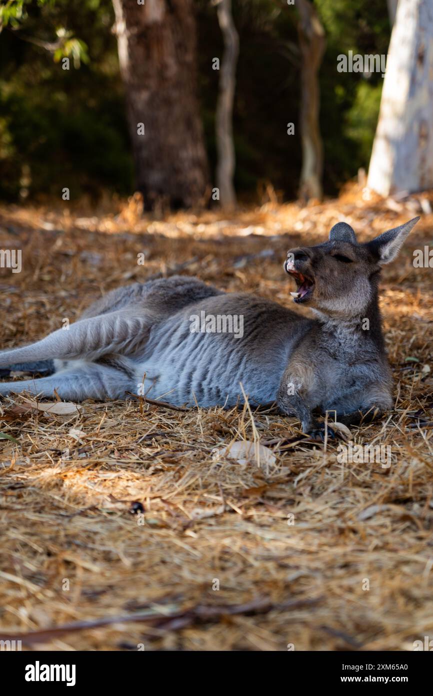 Kangaroo laying down hi-res stock photography and images - Alamy