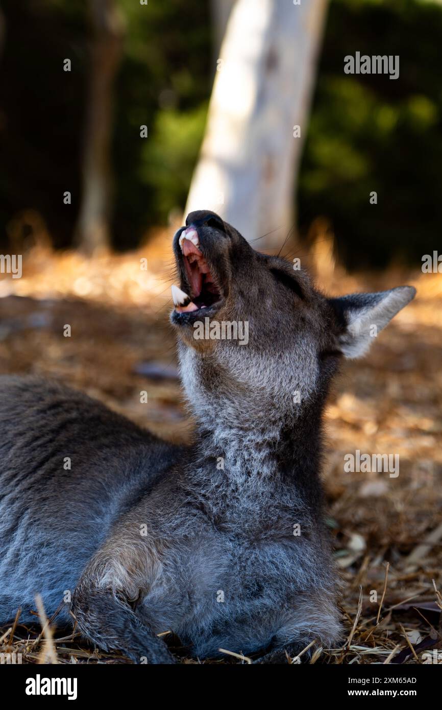 grey kangaroo inn Perth Stock Photo - Alamy