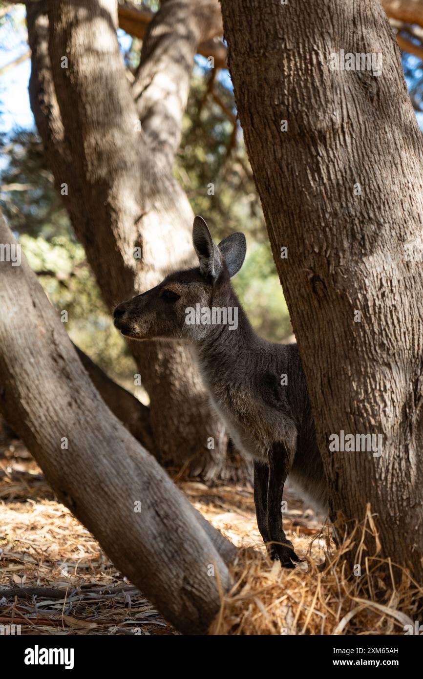 Kangaroo inn hi-res stock photography and images - Alamy