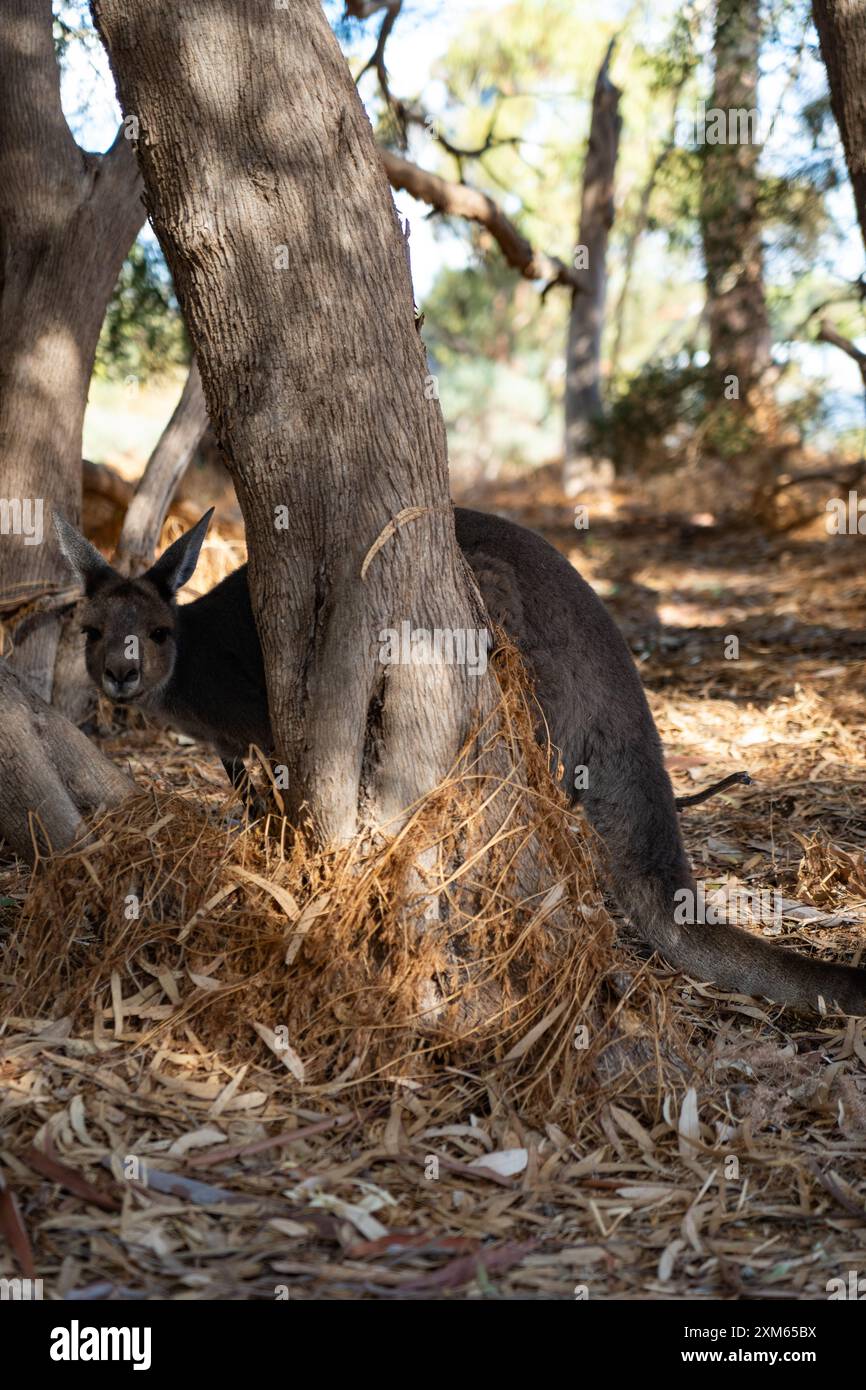 Kangaroo inn hi-res stock photography and images - Alamy