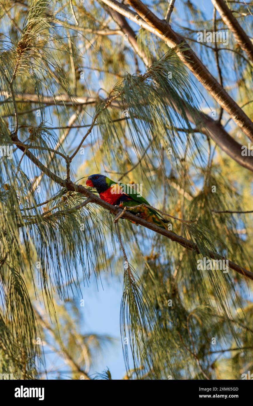 Parrot behavior hi-res stock photography and images - Alamy