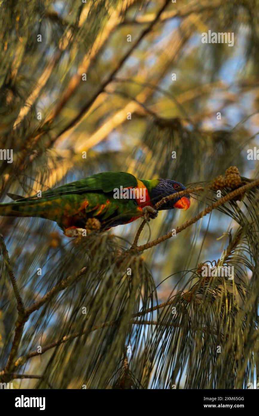 Vibrant parrot species hi-res stock photography and images - Alamy