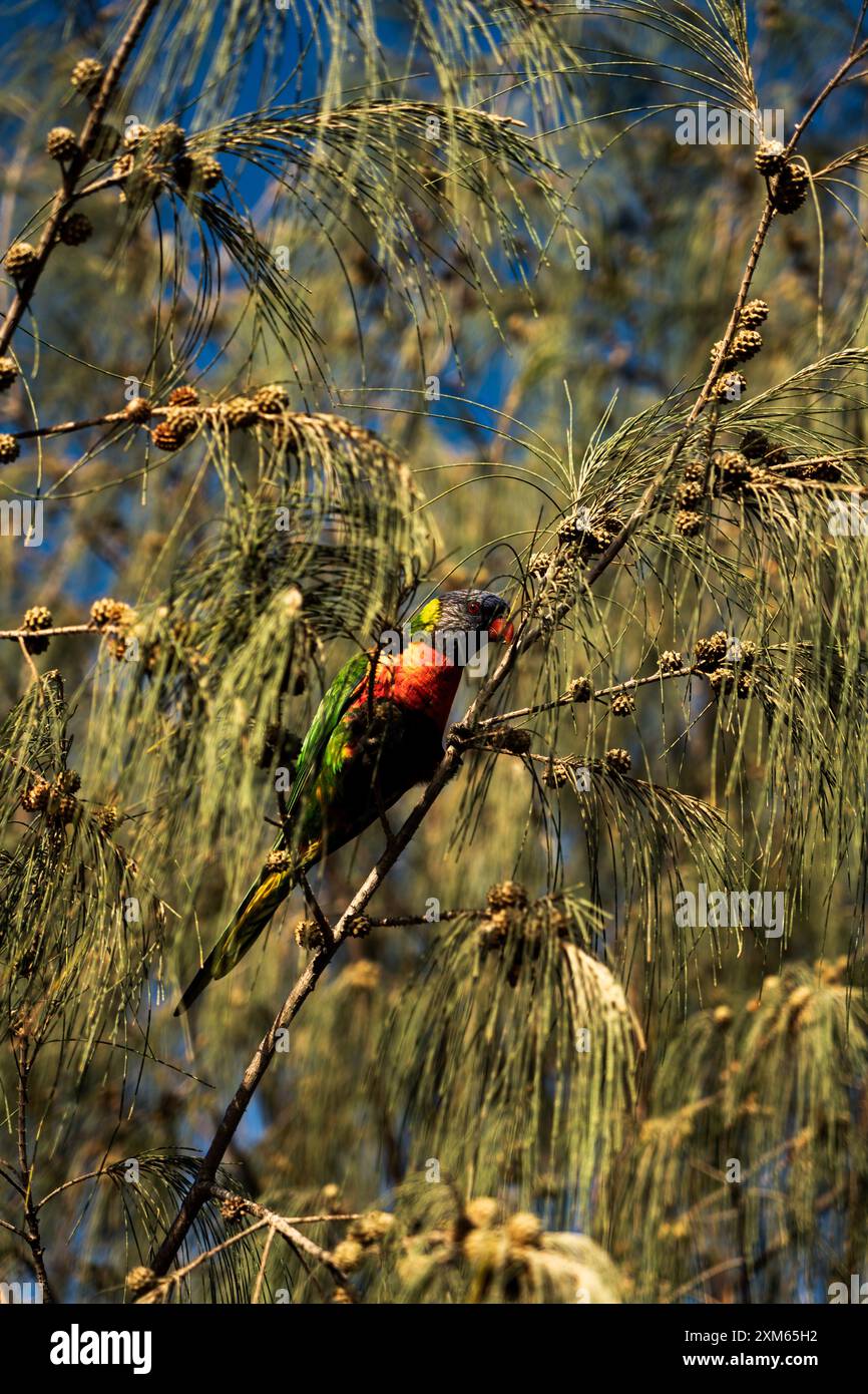 Red winged Parrot hanging around in tree's Stock Photo - Alamy
