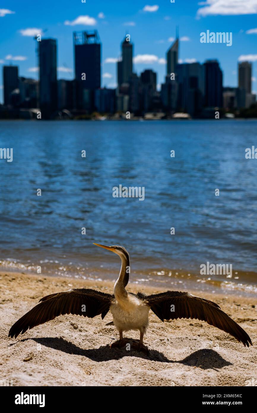 Perth city skyline silhouette hi-res stock photography and images - Alamy
