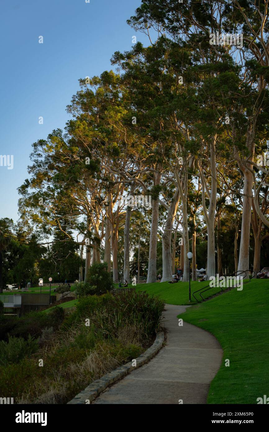 footpath through kings park at golden hour Stock Photo - Alamy