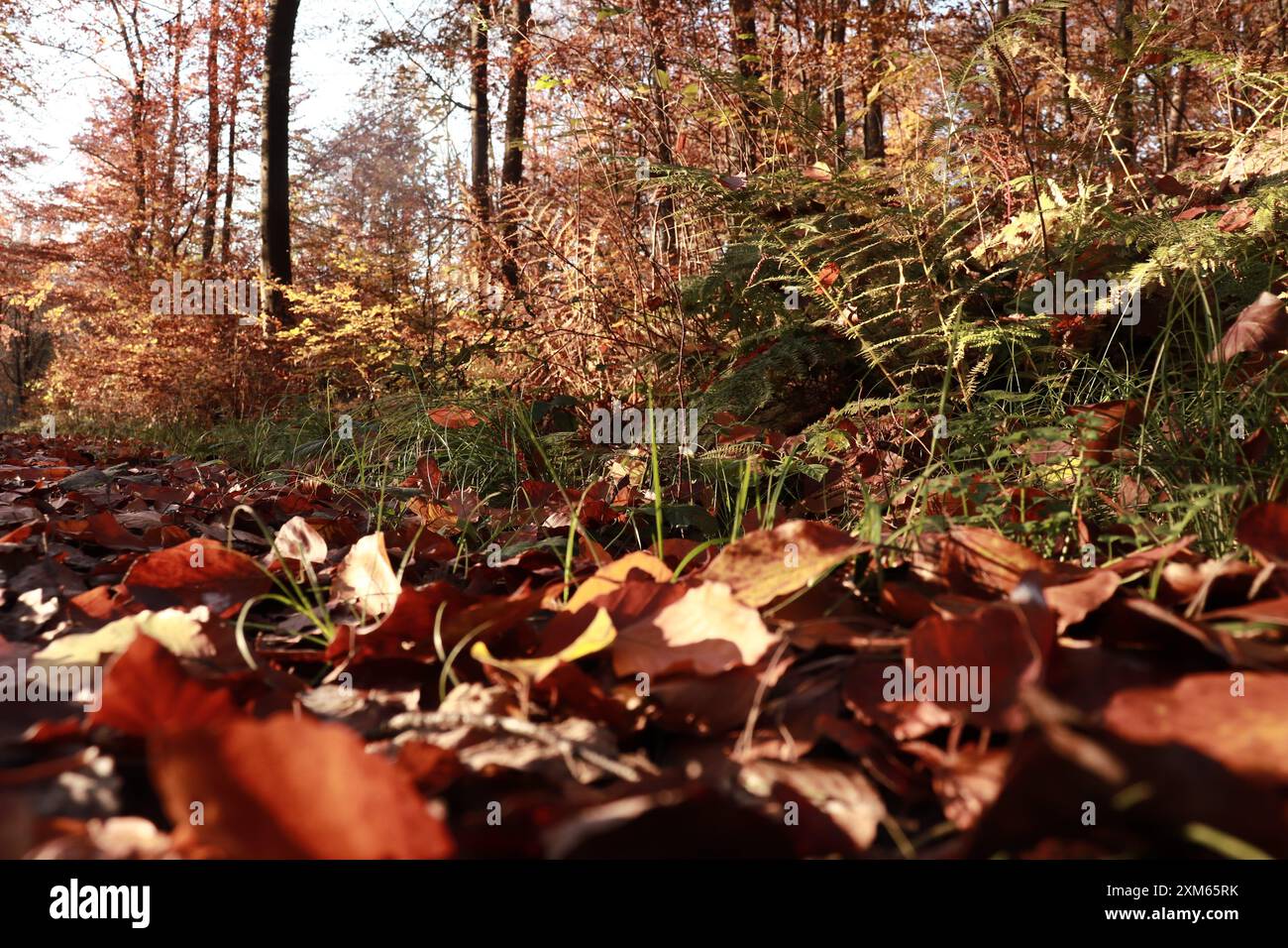 Bäume im Herbst im Wald Stock Photo - Alamy