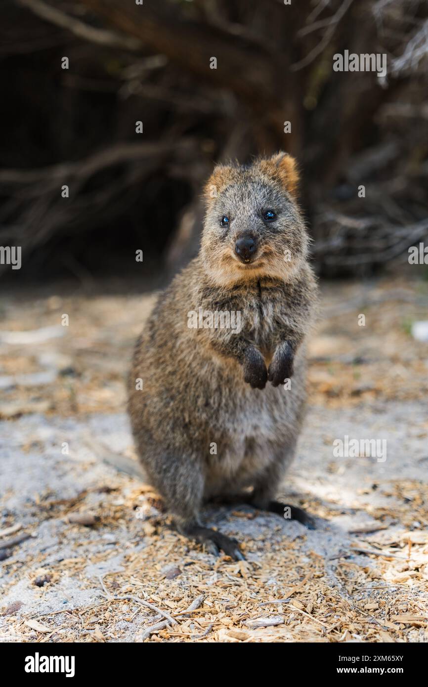 cute Quokka on rottnest island Stock Photo - Alamy