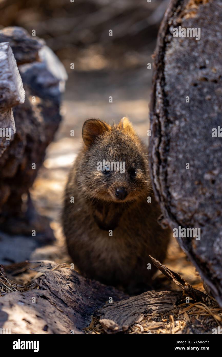 cute Quokka on rottnest island Stock Photo - Alamy