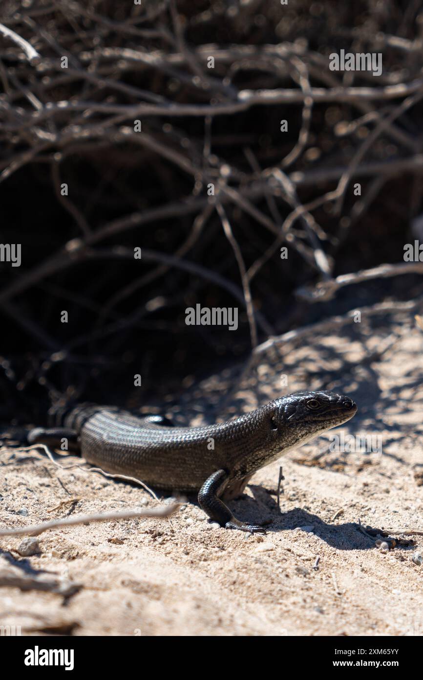 lizard taking a sun bath Stock Photo - Alamy