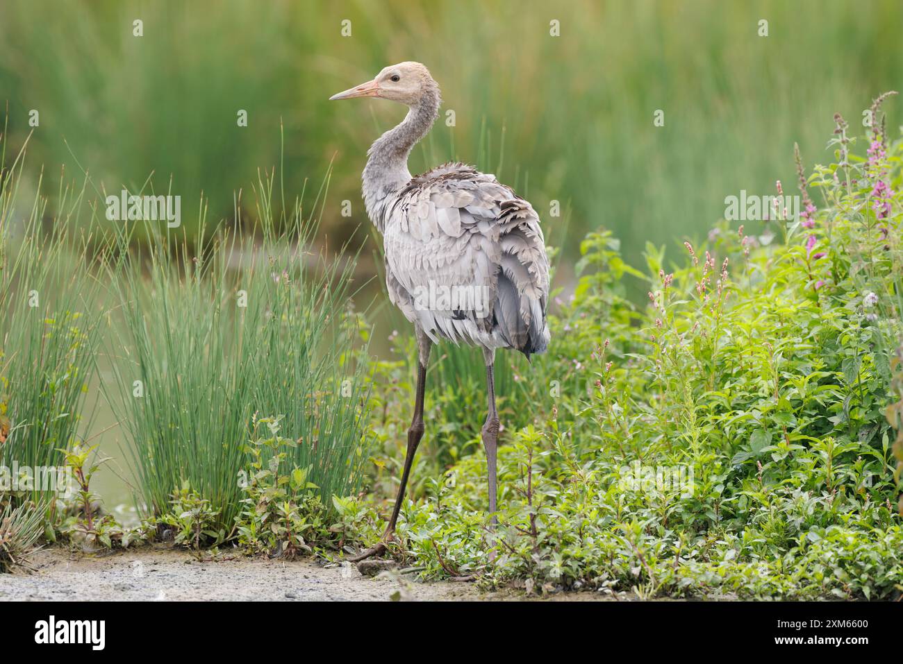 Common crane uk hi-res stock photography and images - Alamy
