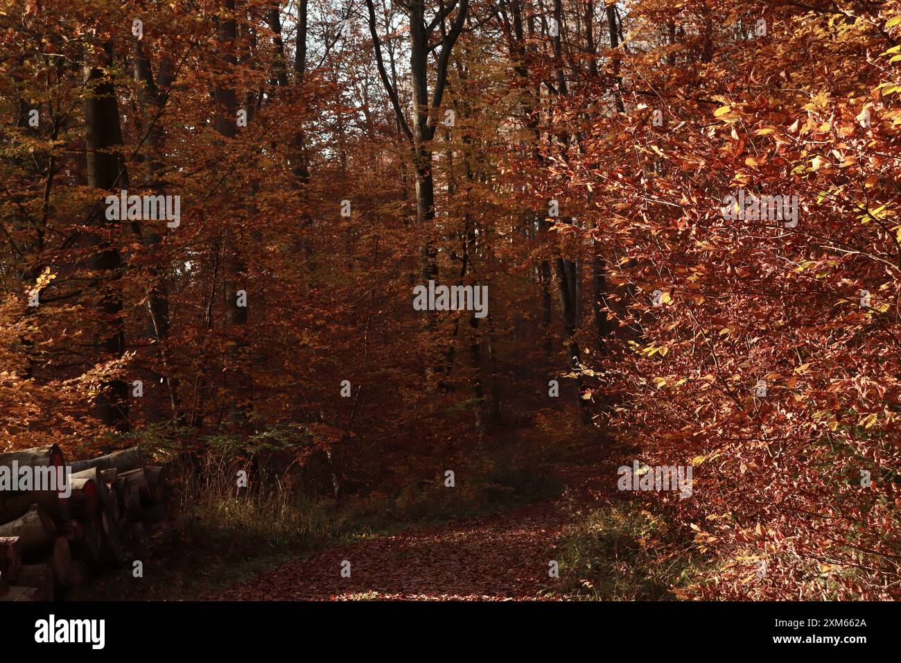 Bäume im Herbst im Wald Stock Photo - Alamy