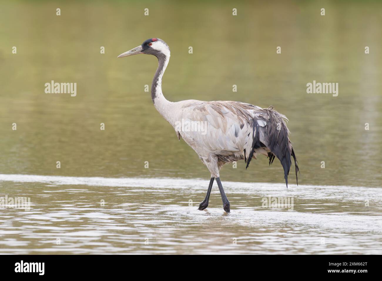 A wet and bedraggled Common Crane walking in water after a rain shower ...