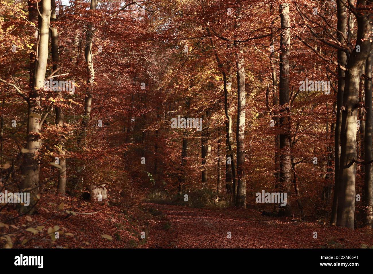 Bäume im Herbst im Wald Stock Photo - Alamy