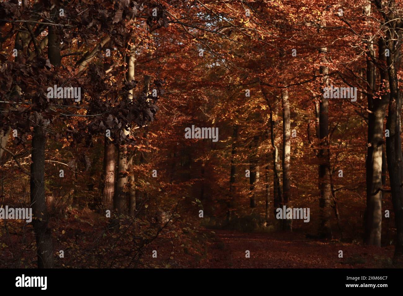 Autumn herbst forest wald hi-res stock photography and images - Alamy