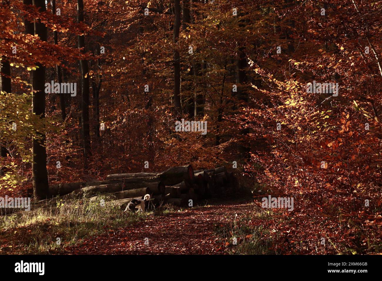 Bäume im Herbst im Wald Stock Photo - Alamy