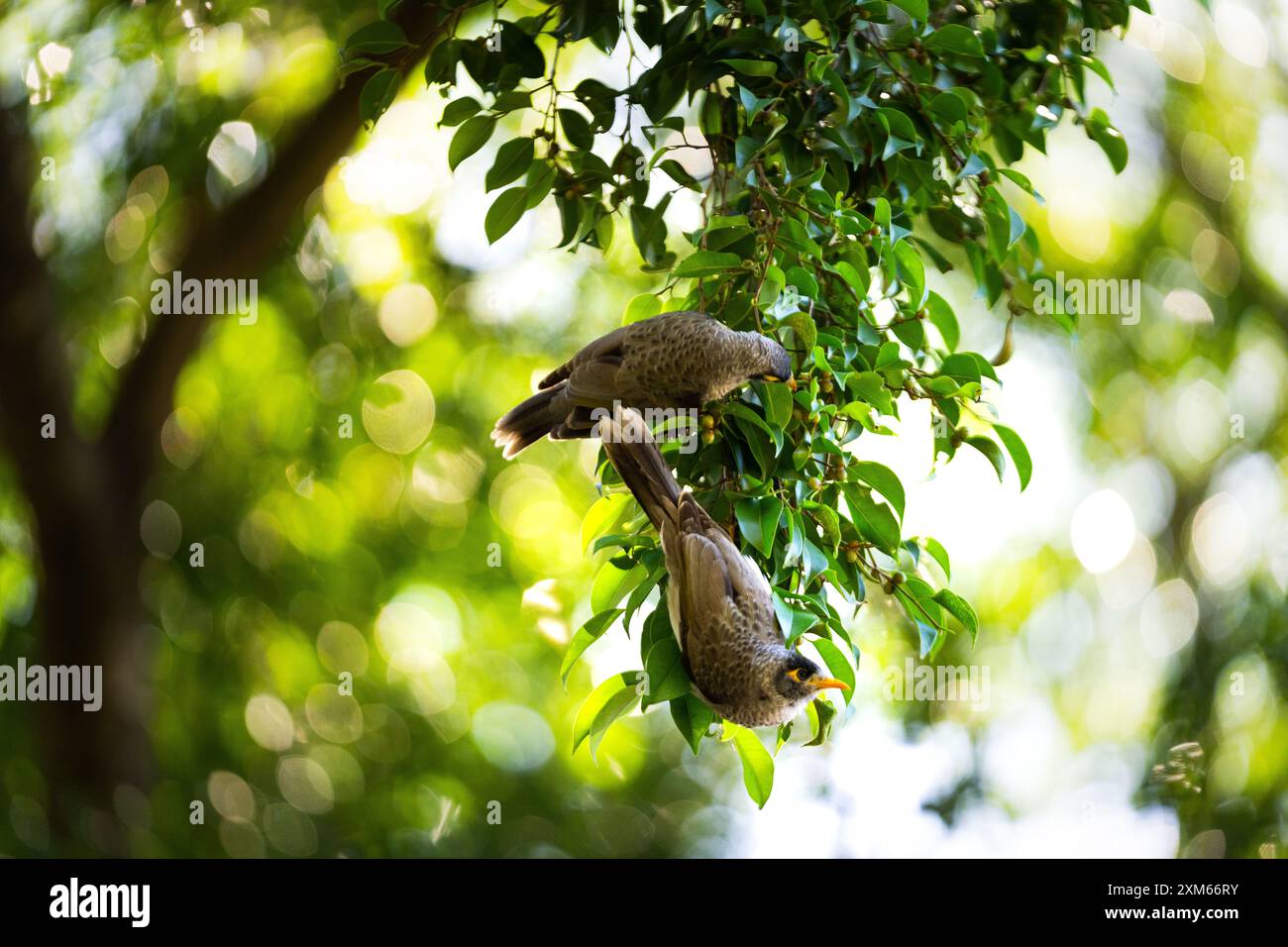 Birds Among Brisbane's Lush Greenery Stock Photo - Alamy