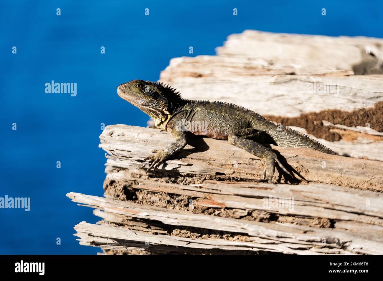 A Wildlife Portrait in Brisbane's Greenery Stock Photo - Alamy