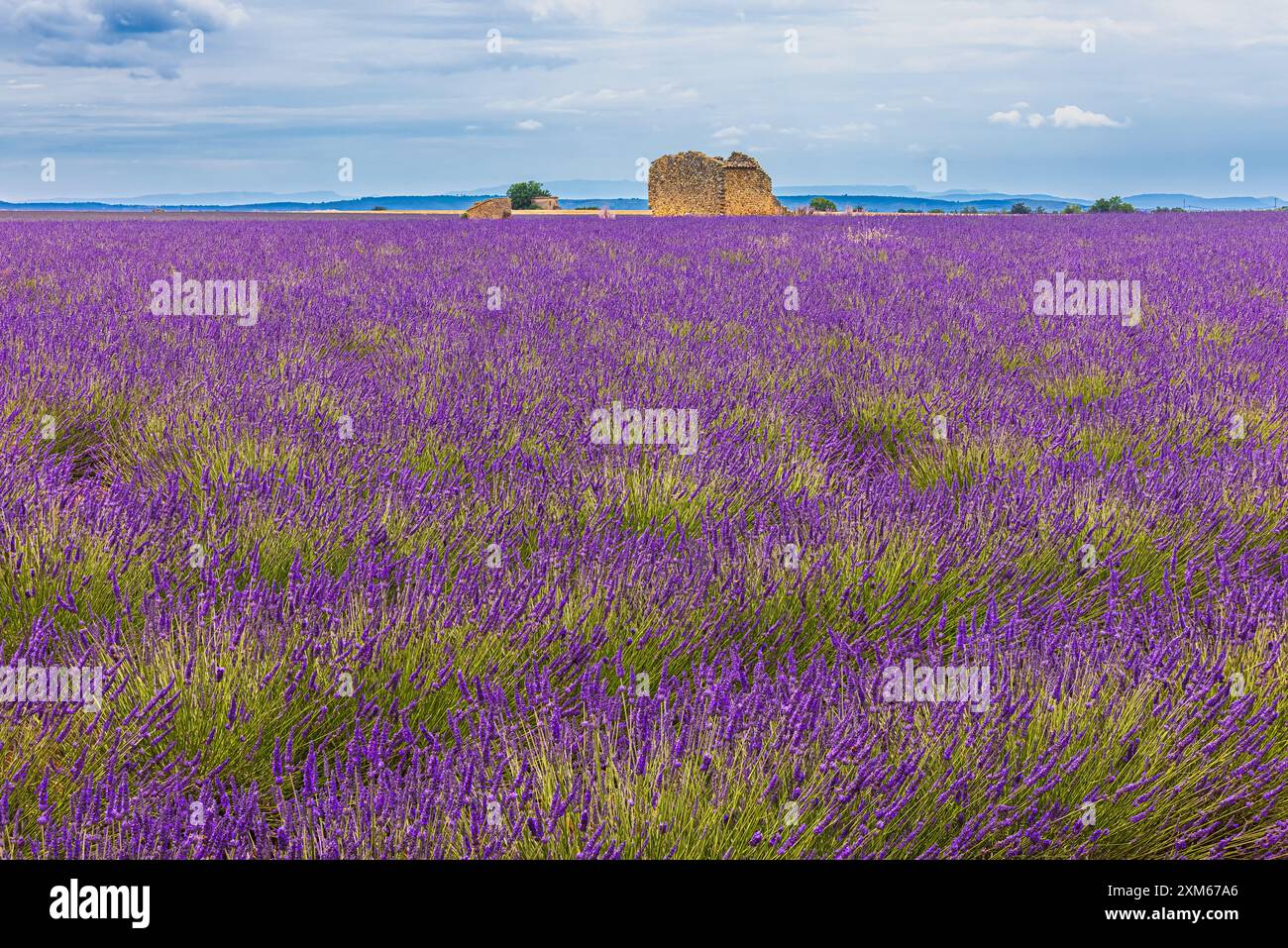 At the end of June, the lavender is in bloom and the landscape turns ...