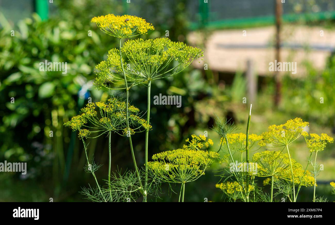 Rosette of dill, close-up. Large inflorescence of dill on a green ...