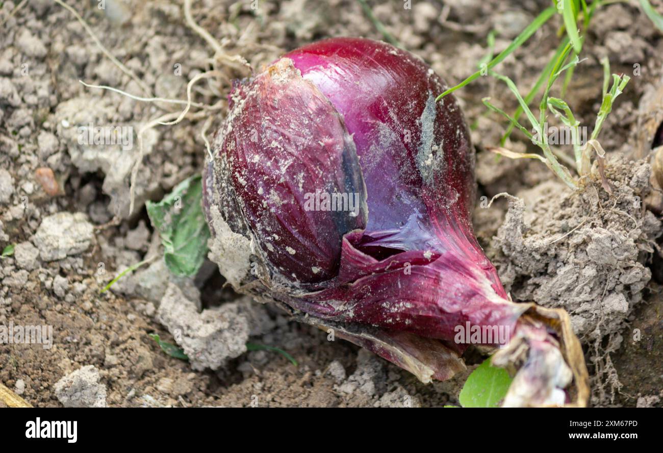 Red onion bulb on the soil, plantation in a country garden, growing ...