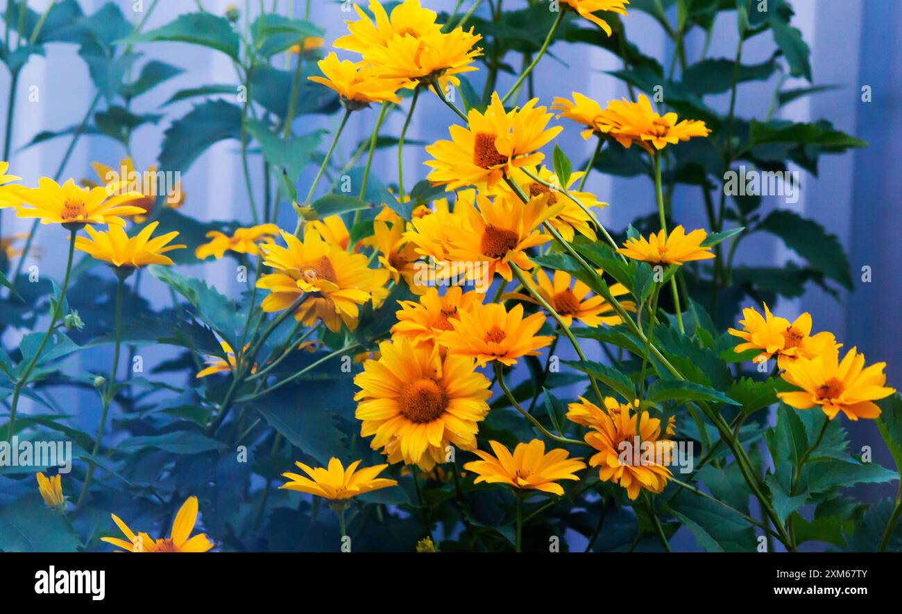 Yellow heliopsis flower on a summer day in nature Stock Photo - Alamy